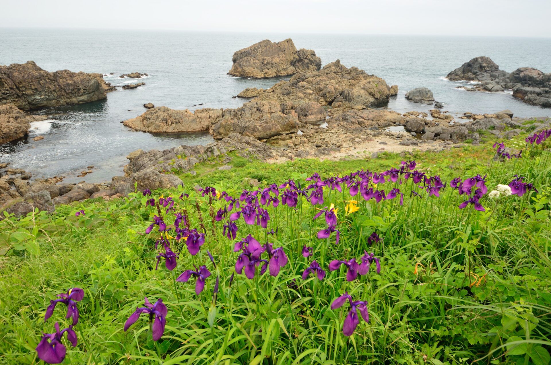 Flowers that color the Tanesashi Coast | Visit Hachinohe ｜The Offical ...