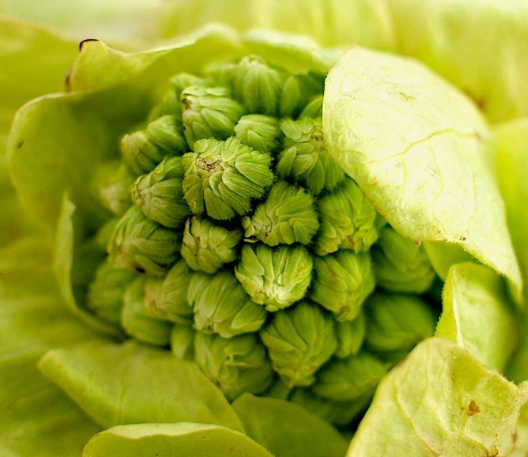 The Hachinohe Area in April | Visit Hachinohe ｜The Offical Guide to ...