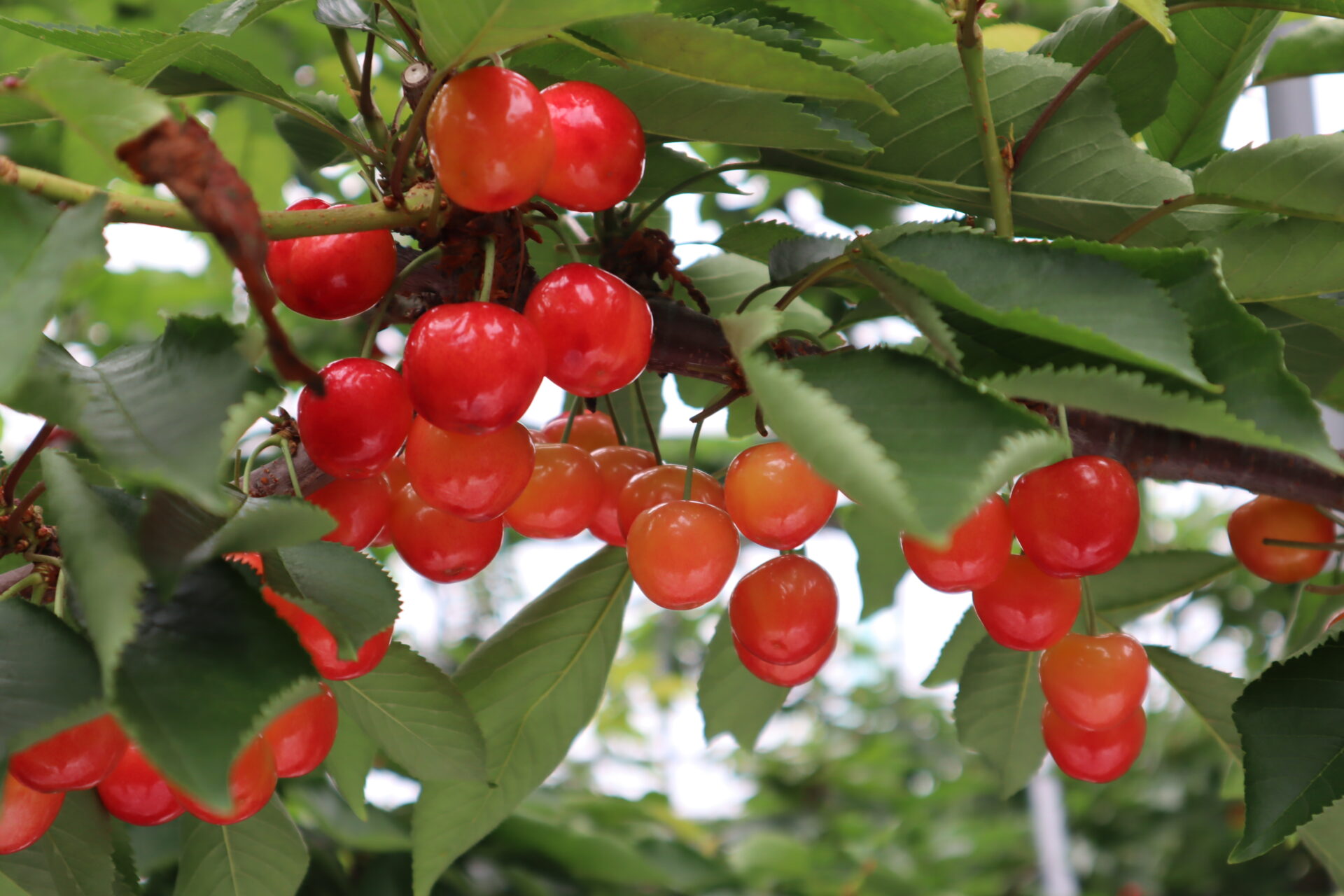A July Special: Exploring the Town of Nanbu | Visit Hachinohe ｜The ...