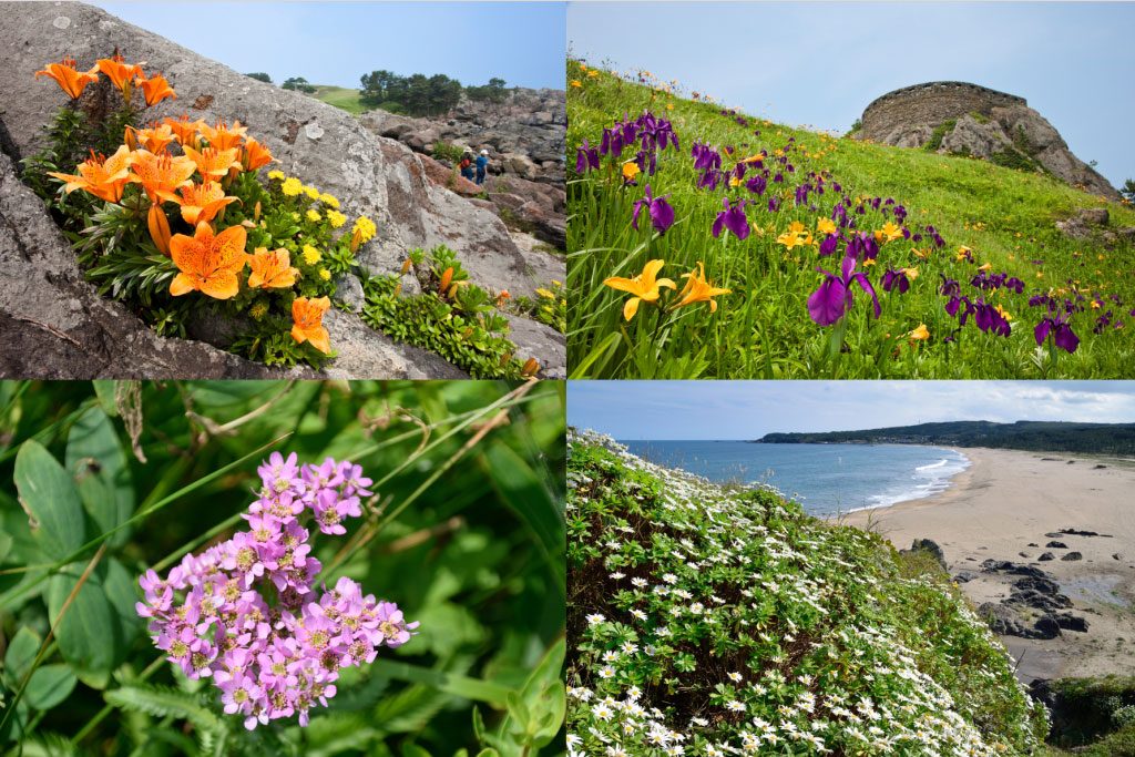 Visit Hachinohe ｜The Offical Guide to Hachinohe, Japan